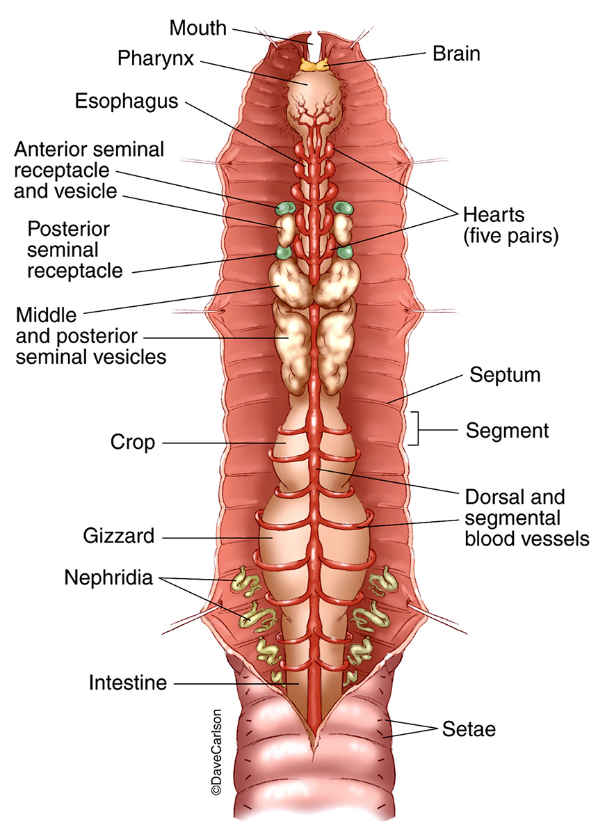 Earthworm Diagrams